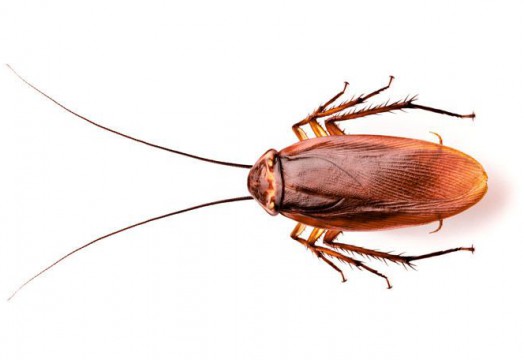 Worldwide list of edible insects