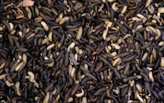 Edible insects in South Italy