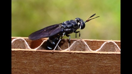 The digestive system of BSF